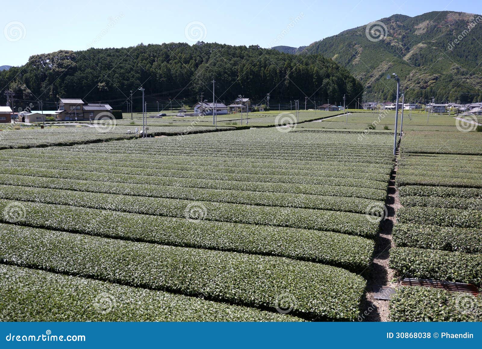 Green Tea Farm in Early Spring Stock Photo - Image of season, japan ...