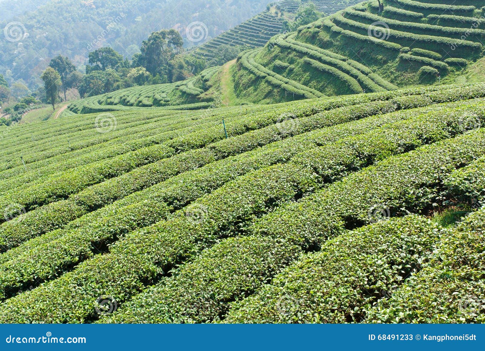 Green Tea Farm on a Hillside Stock Image - Image of growth, chiangmai ...