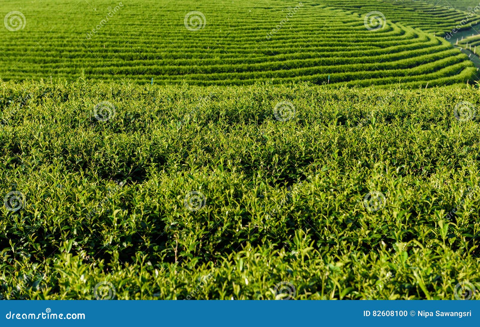 Green Tea Farm stock photo. Image of agriculture, rural - 82608100
