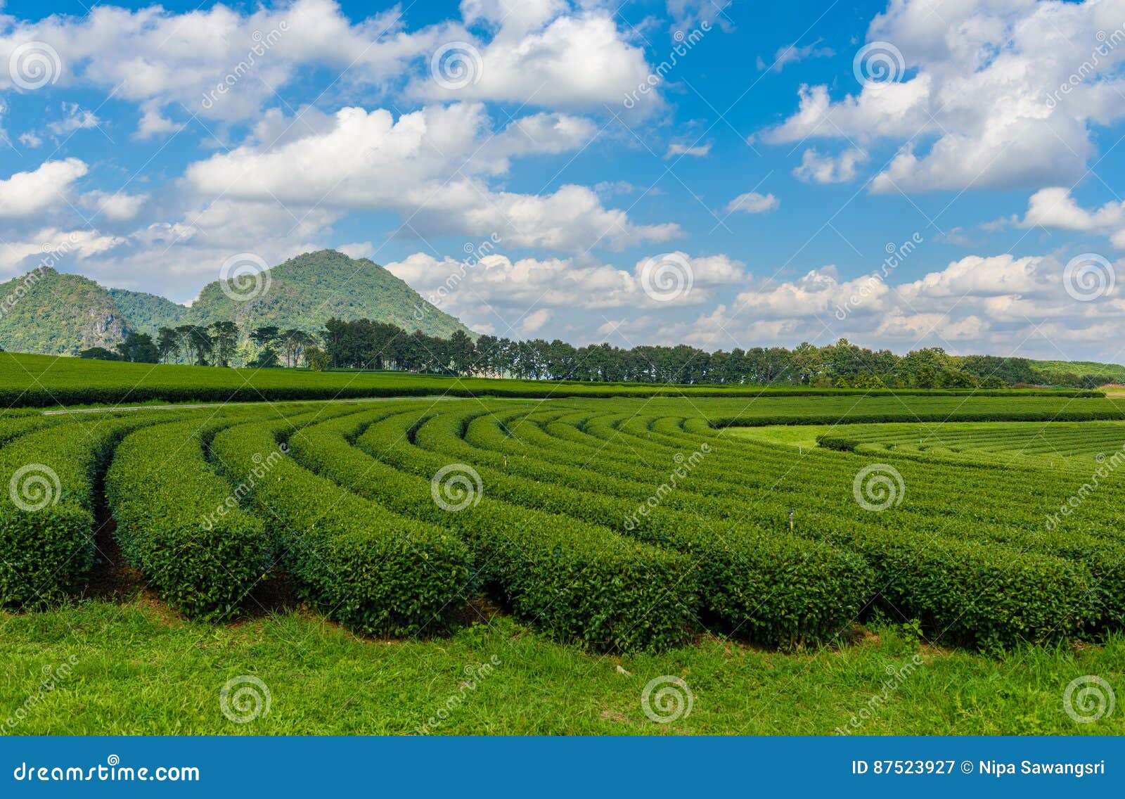 Green Tea Farm stock image. Image of agricultural, countryside - 87523927