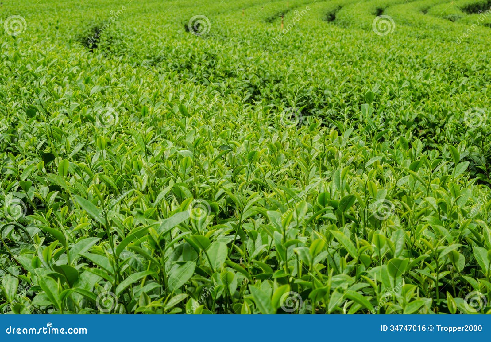 Green tea farm. stock photo. Image of background, agriculture - 34747016