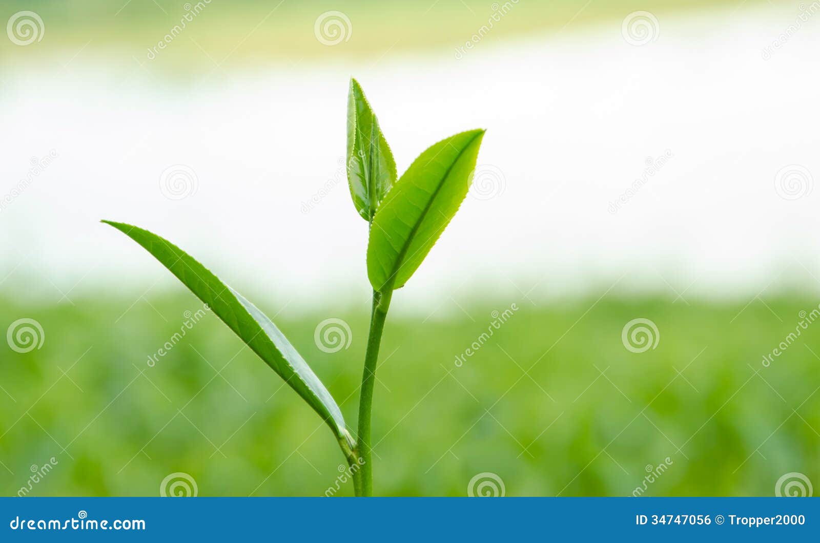 Green tea farm. stock photo. Image of background, healthy - 34747056