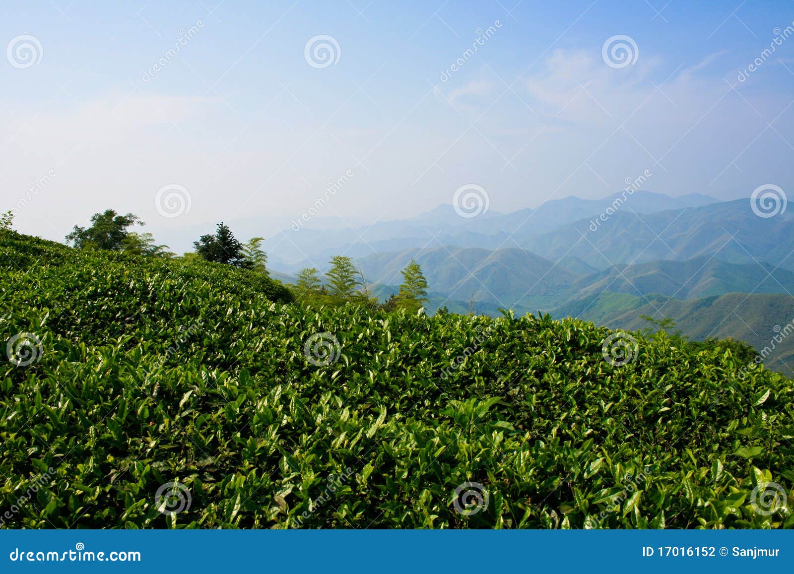 Green Tea Field stock photo. Image of industry, beverage - 17016152