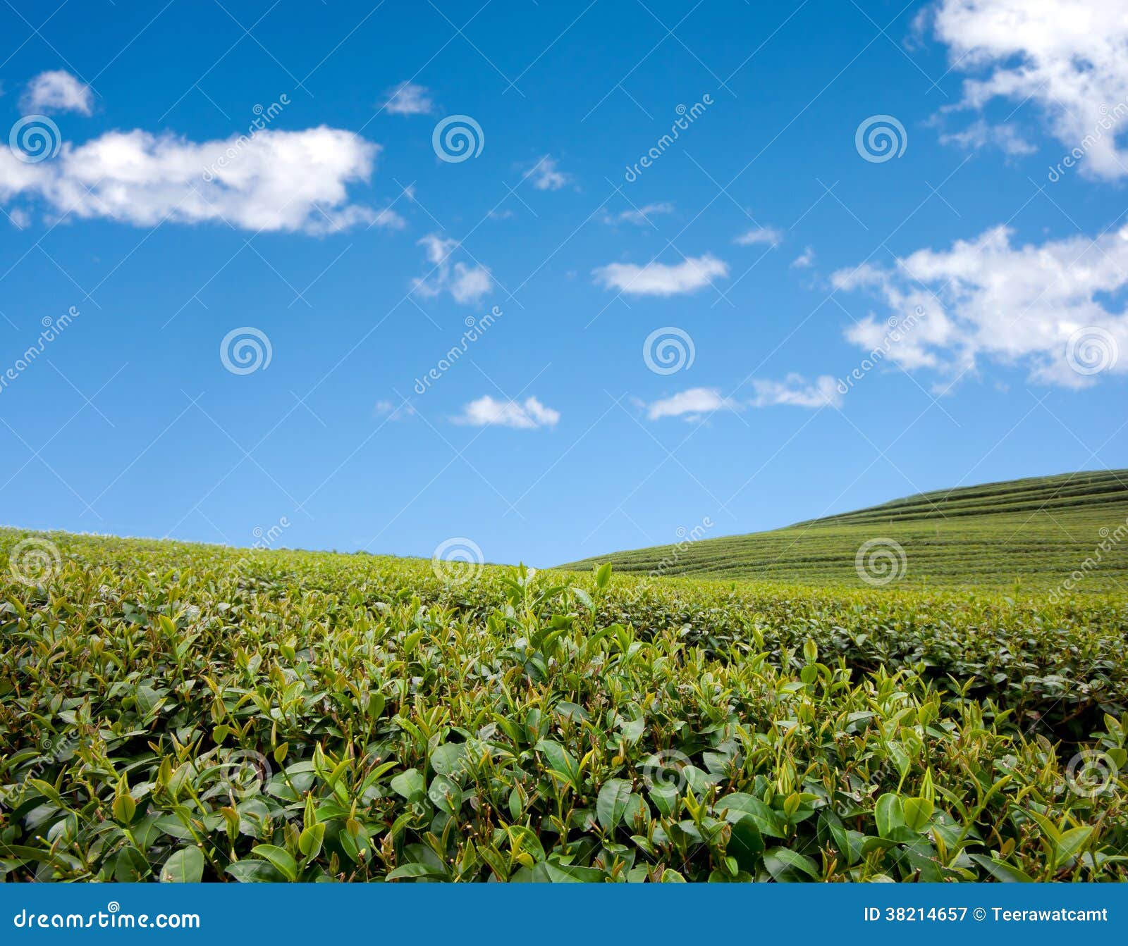 Green tea field stock image. Image of land, green, flora - 38214657