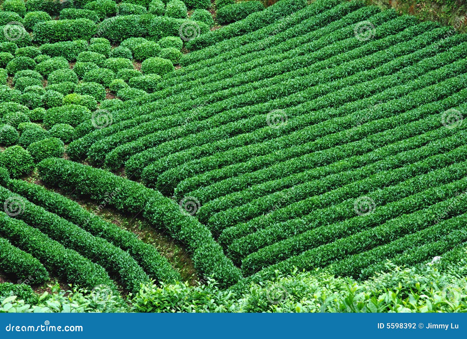 Green tea field stock photo. Image of china, plant, organic - 5598392