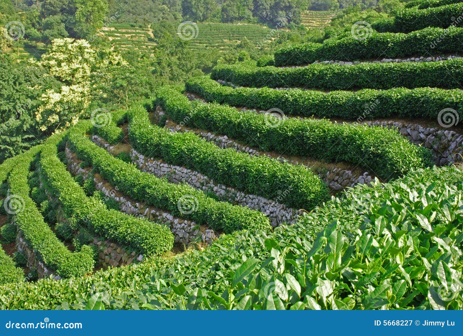Green tea field stock image. Image of leaf, landscape - 5668227