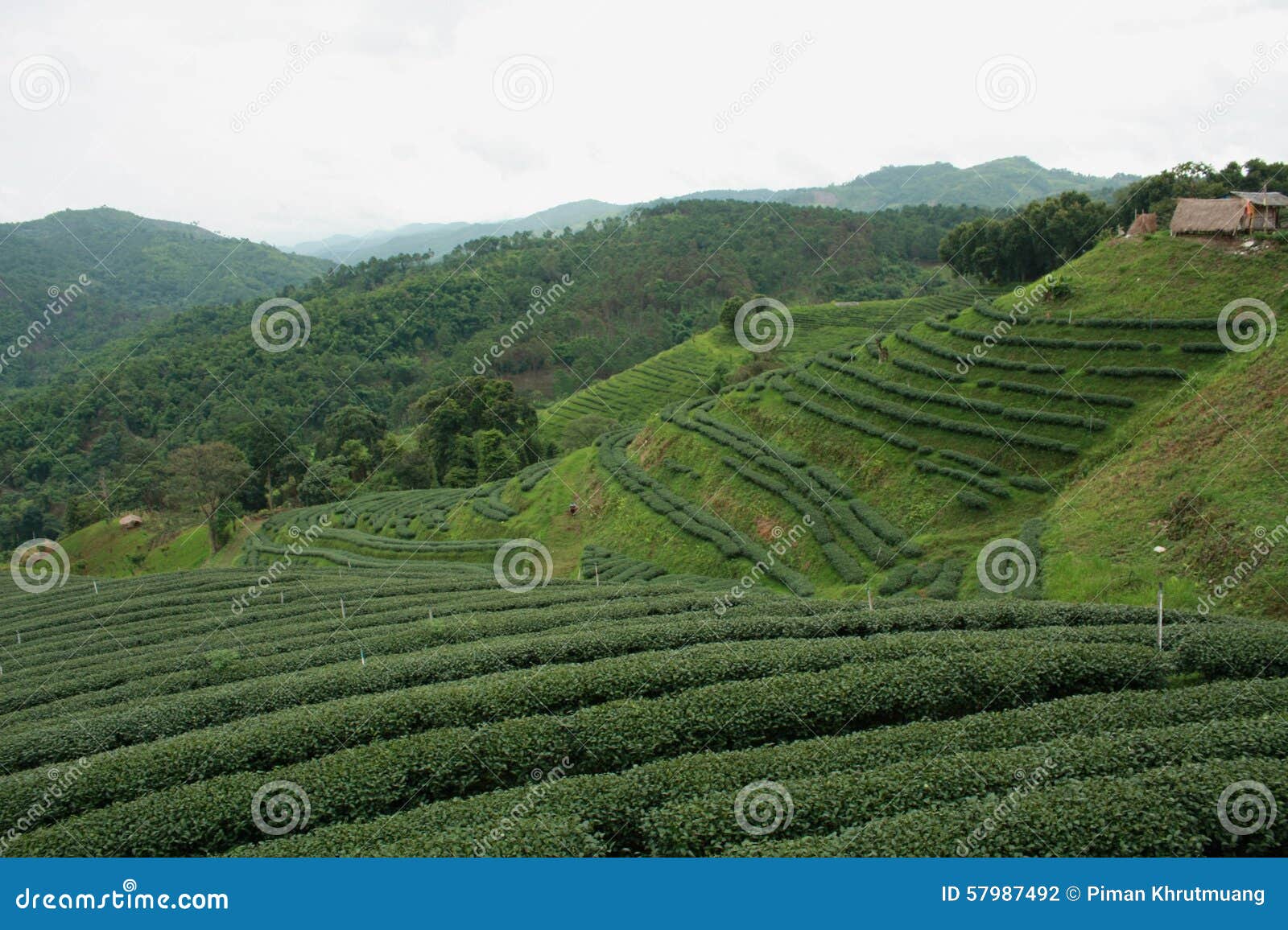 Green tea field stock photo. Image of mountains, hill - 57987492