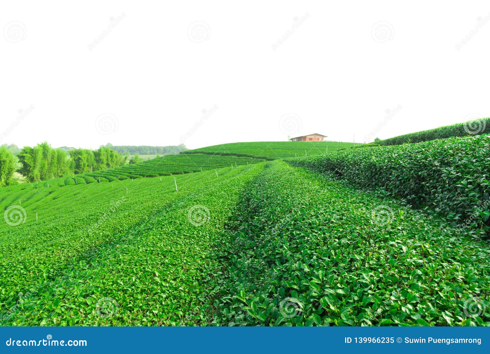 Green Tea Field Isolated on White Background Stock Image - Image of ...