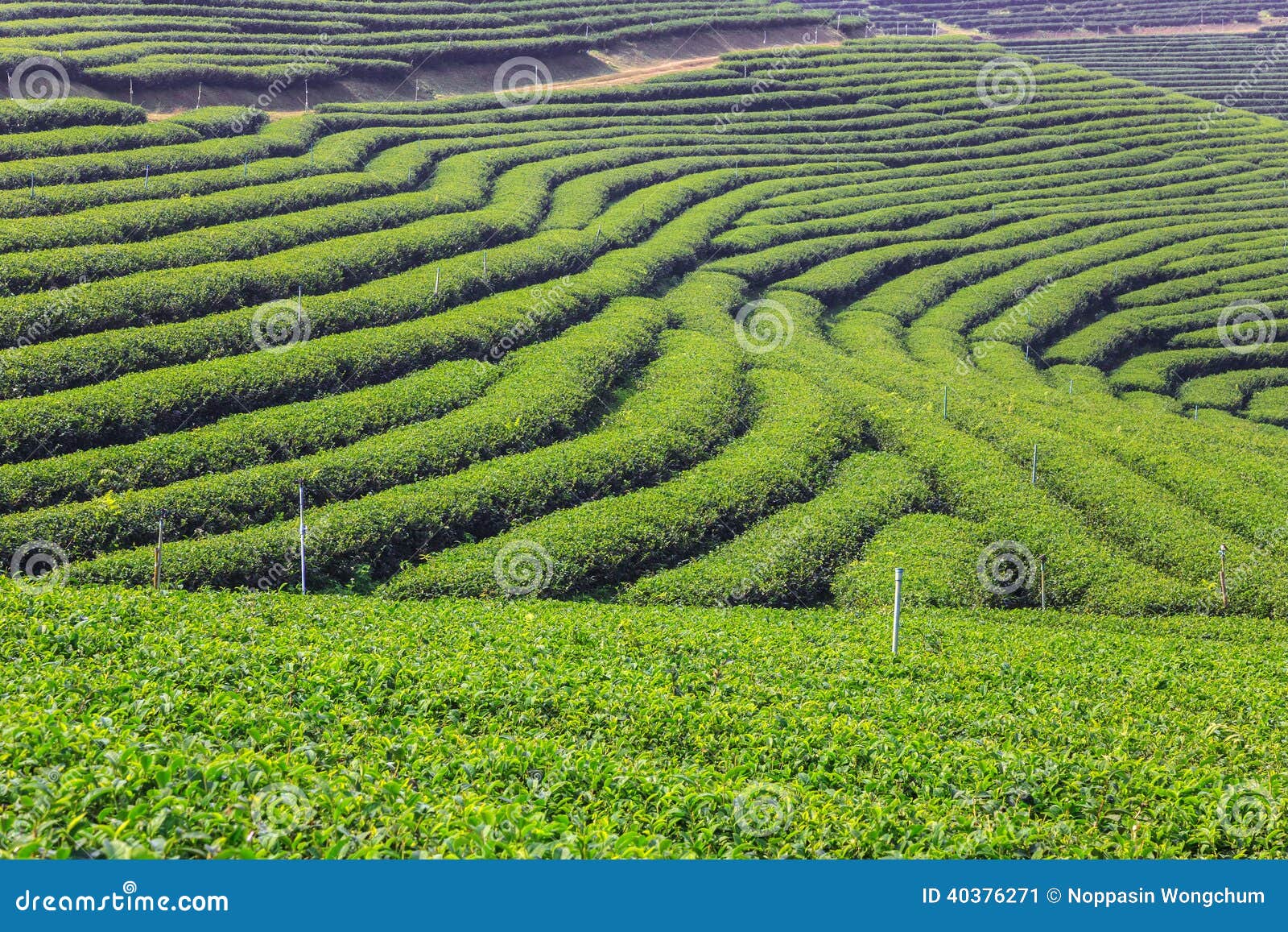 Green tea field stock image. Image of valley, environment - 40376271