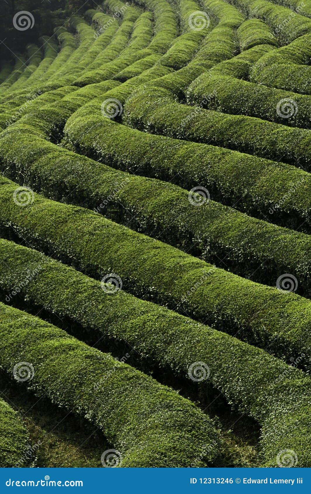 Green Tea Fields stock photo. Image of grow, leaves, plant - 12313246