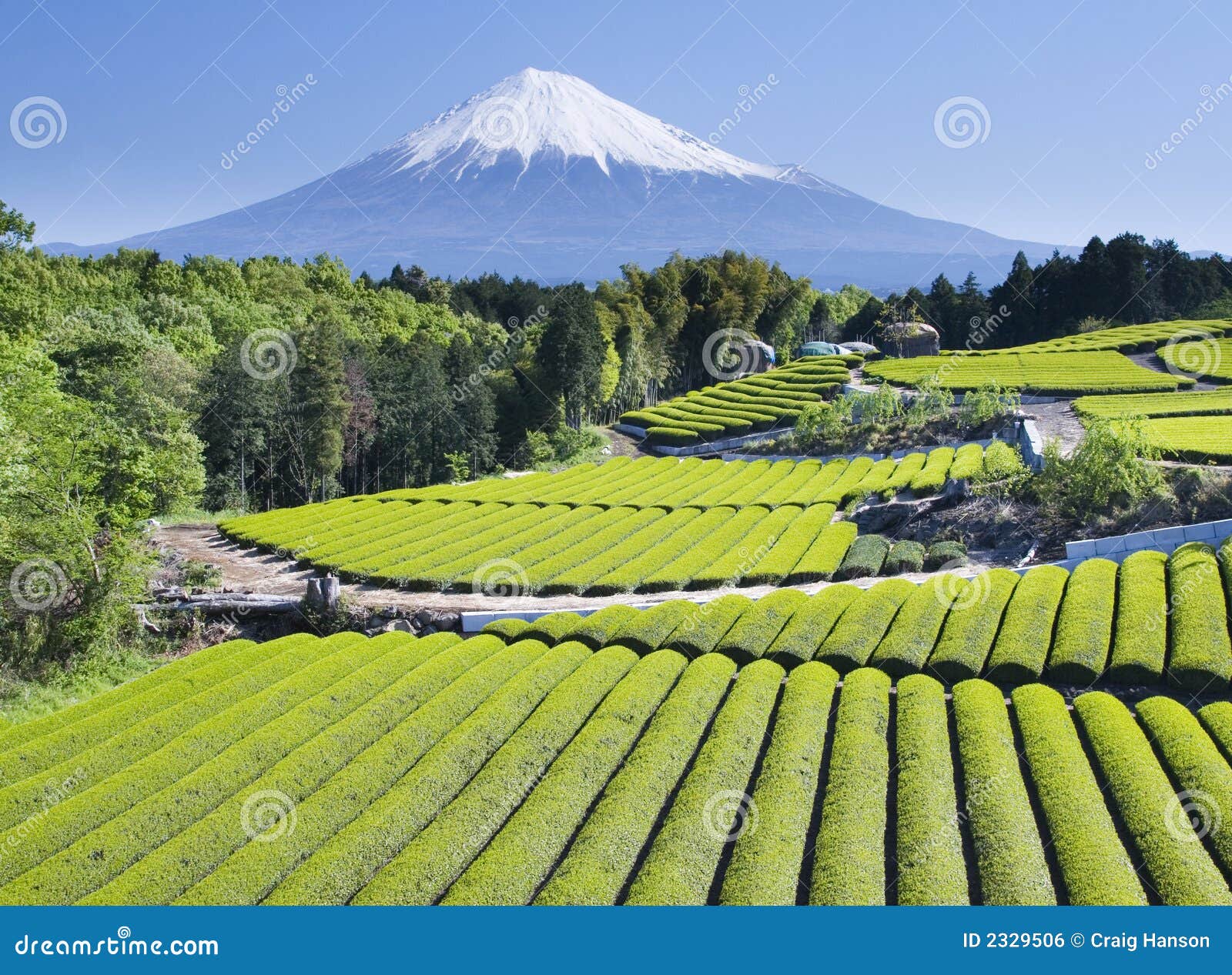 Green tea Fields stock photo. Image of mountain, chlorophyll - 2329506