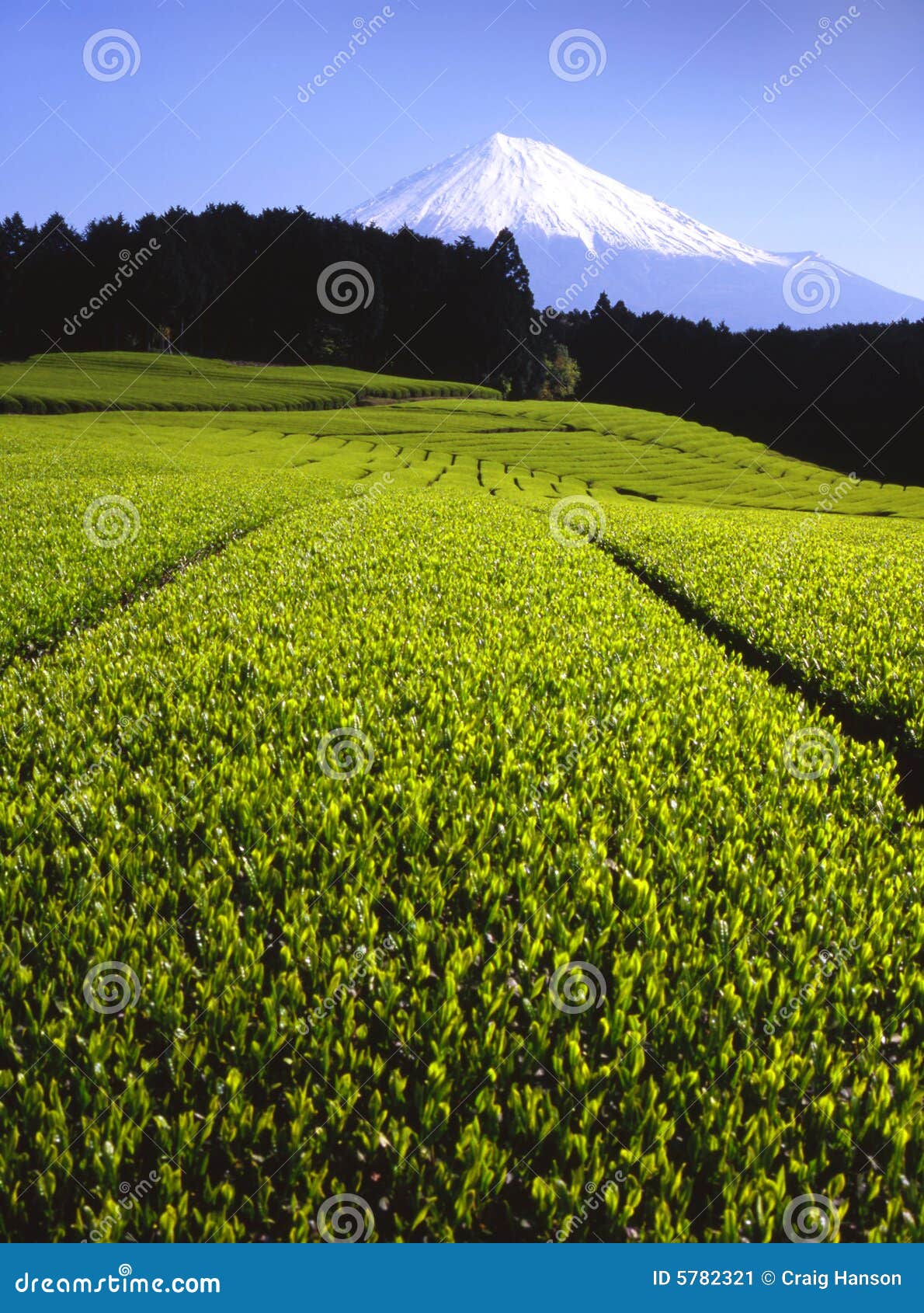 Green Tea Fields stock image. Image of farm, travel, green - 5782321