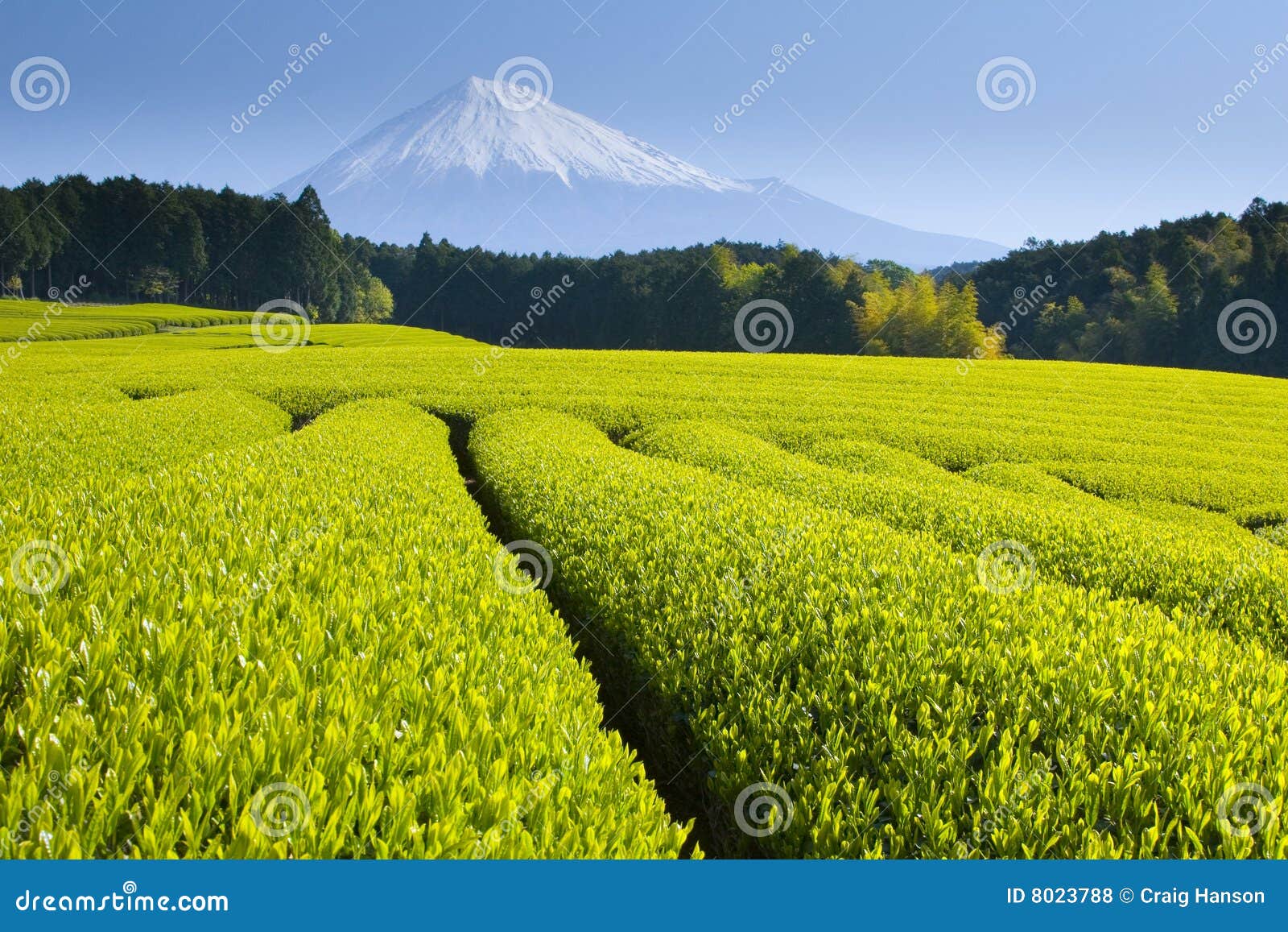 Green tea fields stock photo. Image of japanese, health - 8023788