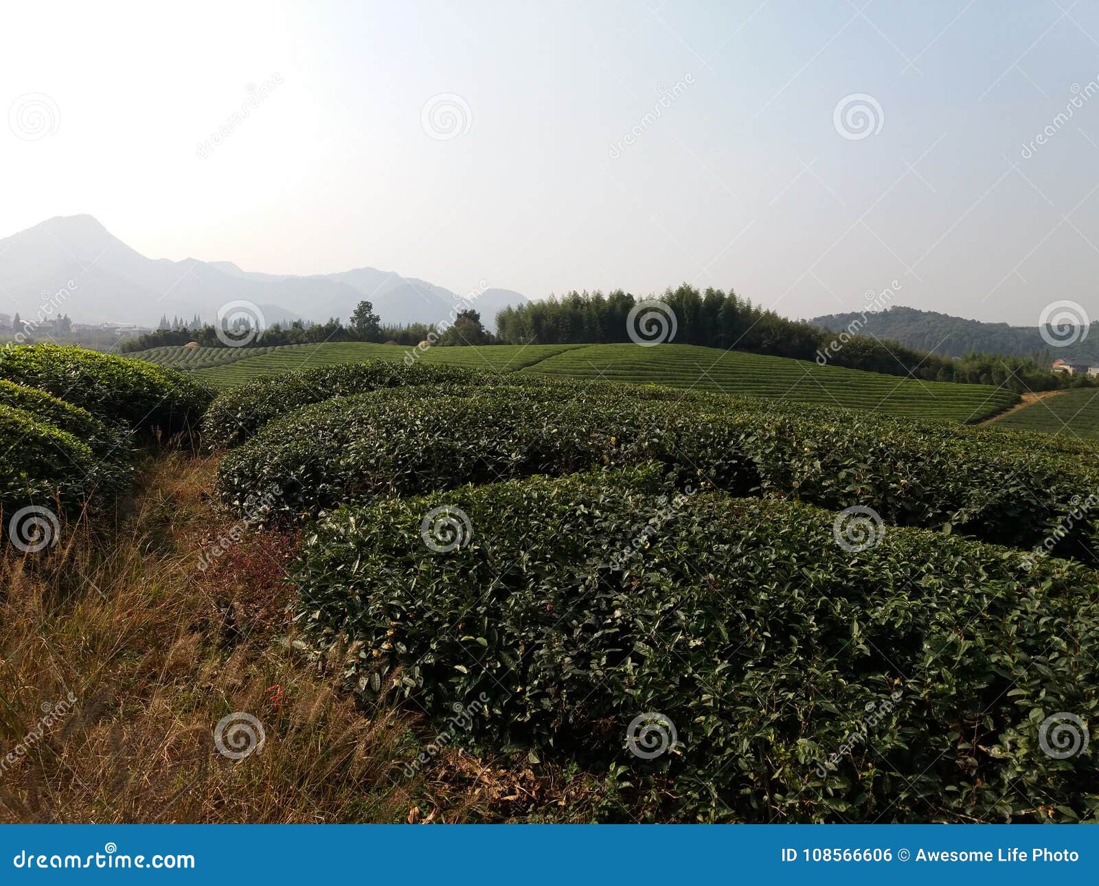 Green tea fields stock photo. Image of china, green - 108566606