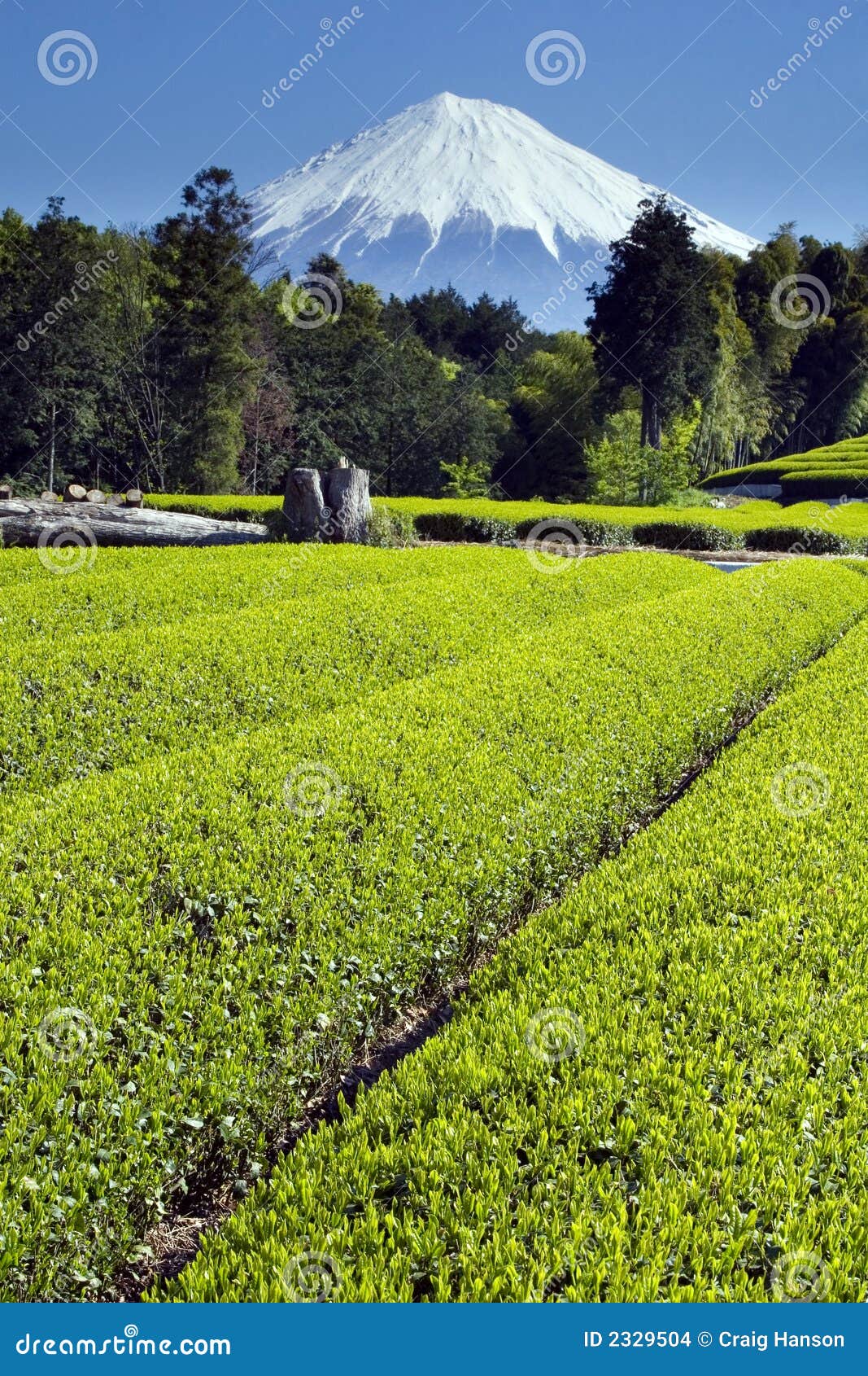Green tea Fields III stock photo. Image of mount, beverage - 2329504