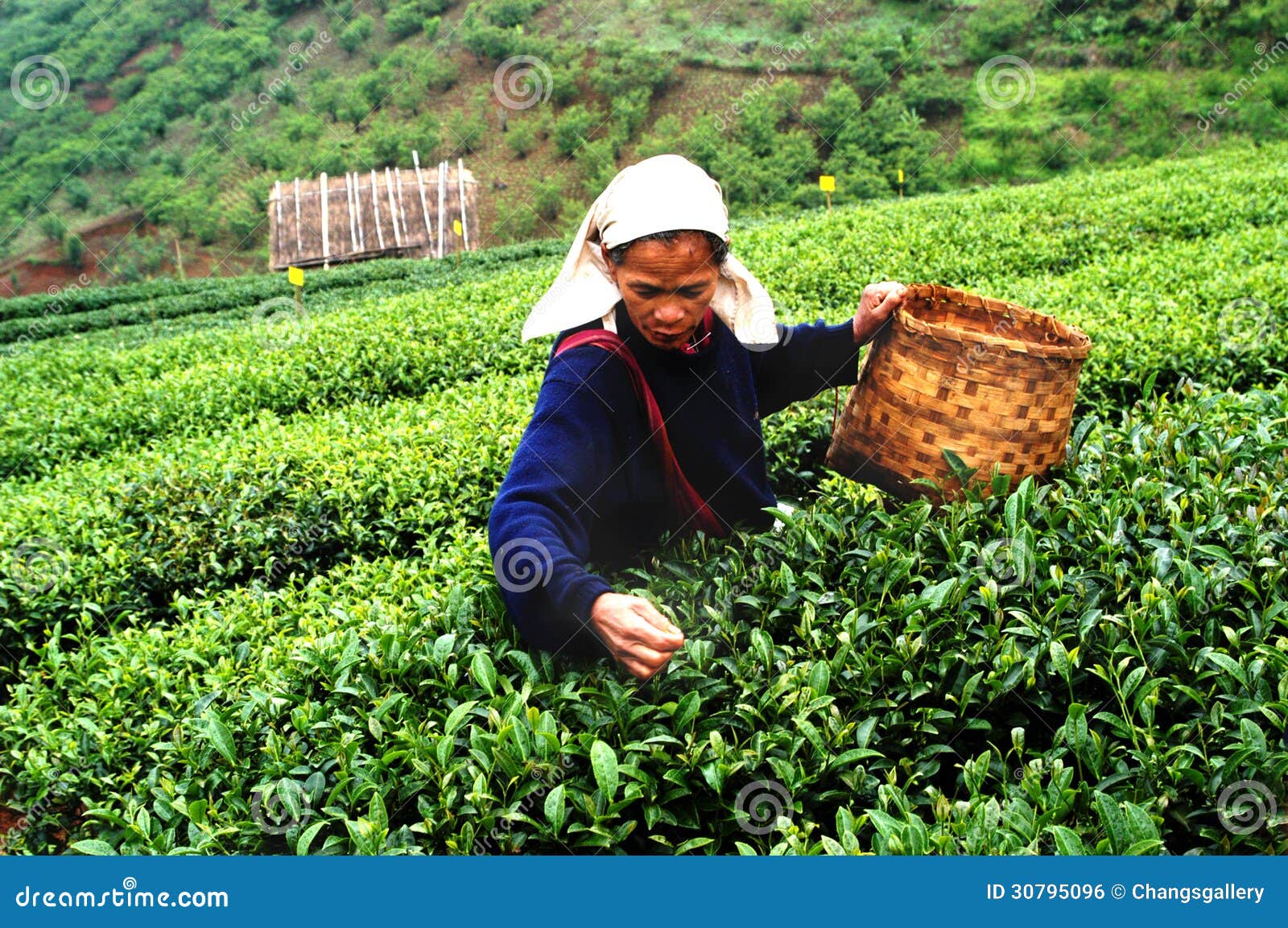 Green Tea Fields editorial photo. Image of blue, land - 30795096