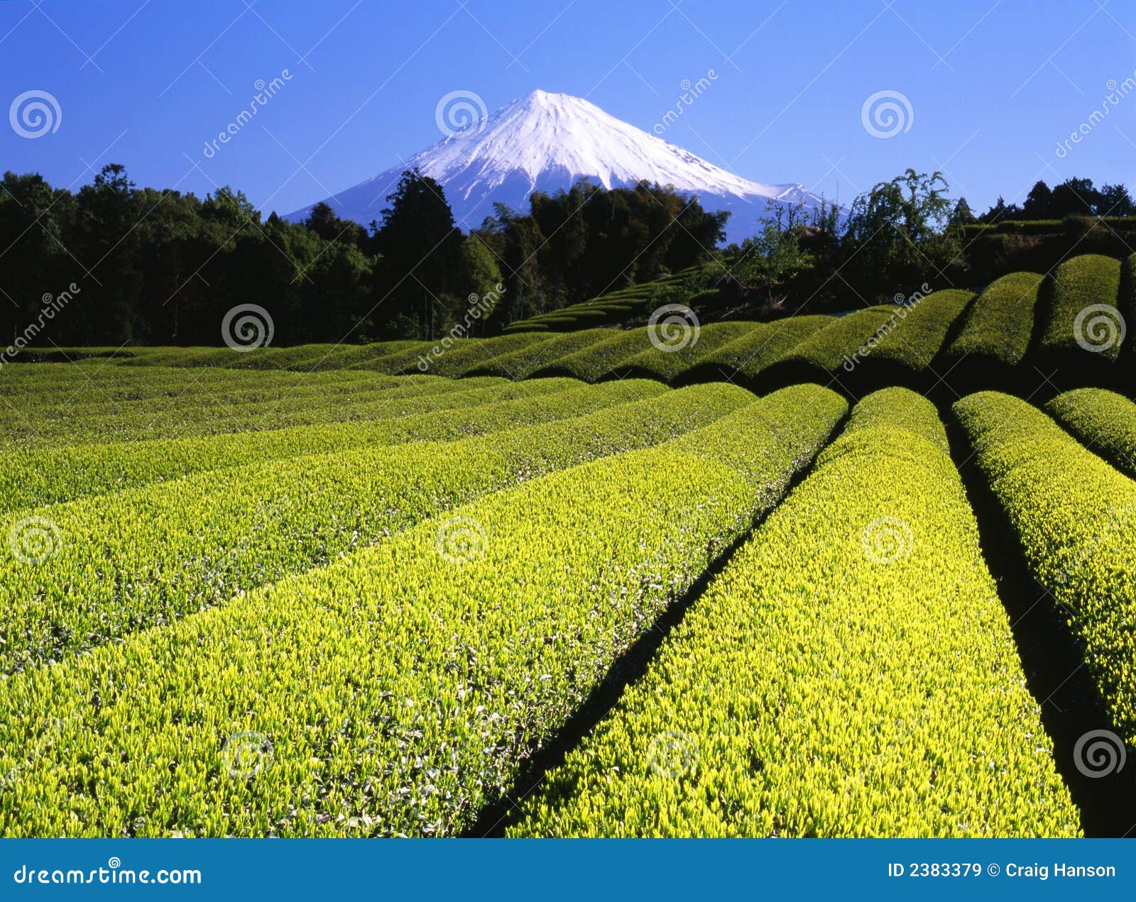 Green tea Fields VII stock image. Image of drink, mount - 2383379