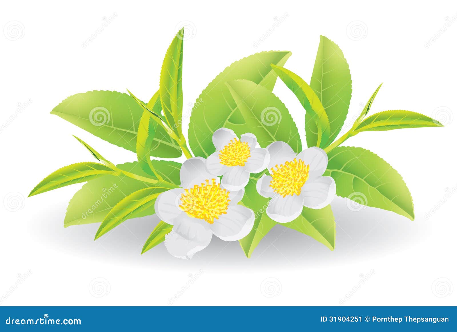 Green tea stock vector. Illustration of season, leaf - 31904251