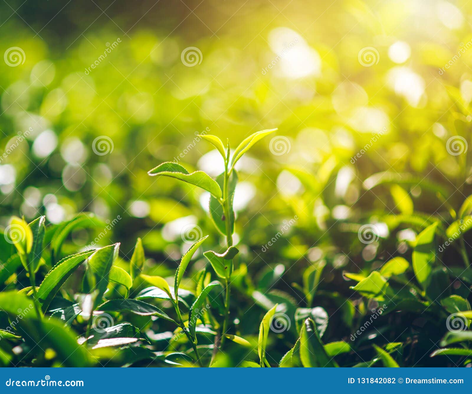 Green Tea and Fresh Leaf Tea the Sun Shines Stock Photo - Image of ...
