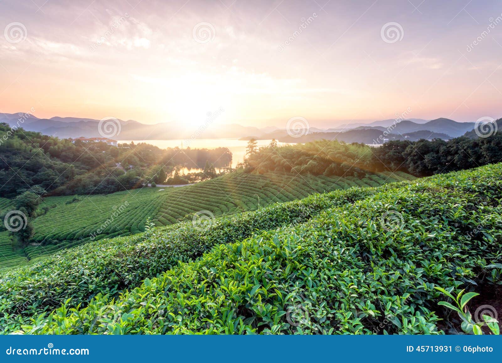 Green Tea Garden in Sunset,China South Stock Image - Image of green ...