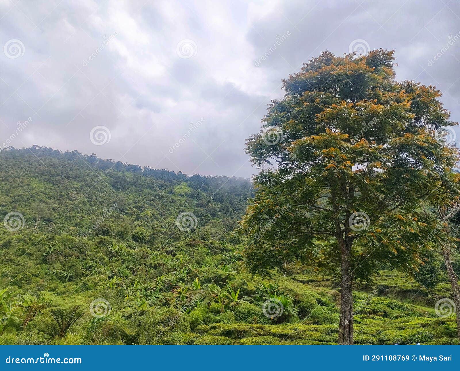 Green tea hills stock image. Image of leaf, clear, garden - 291108769