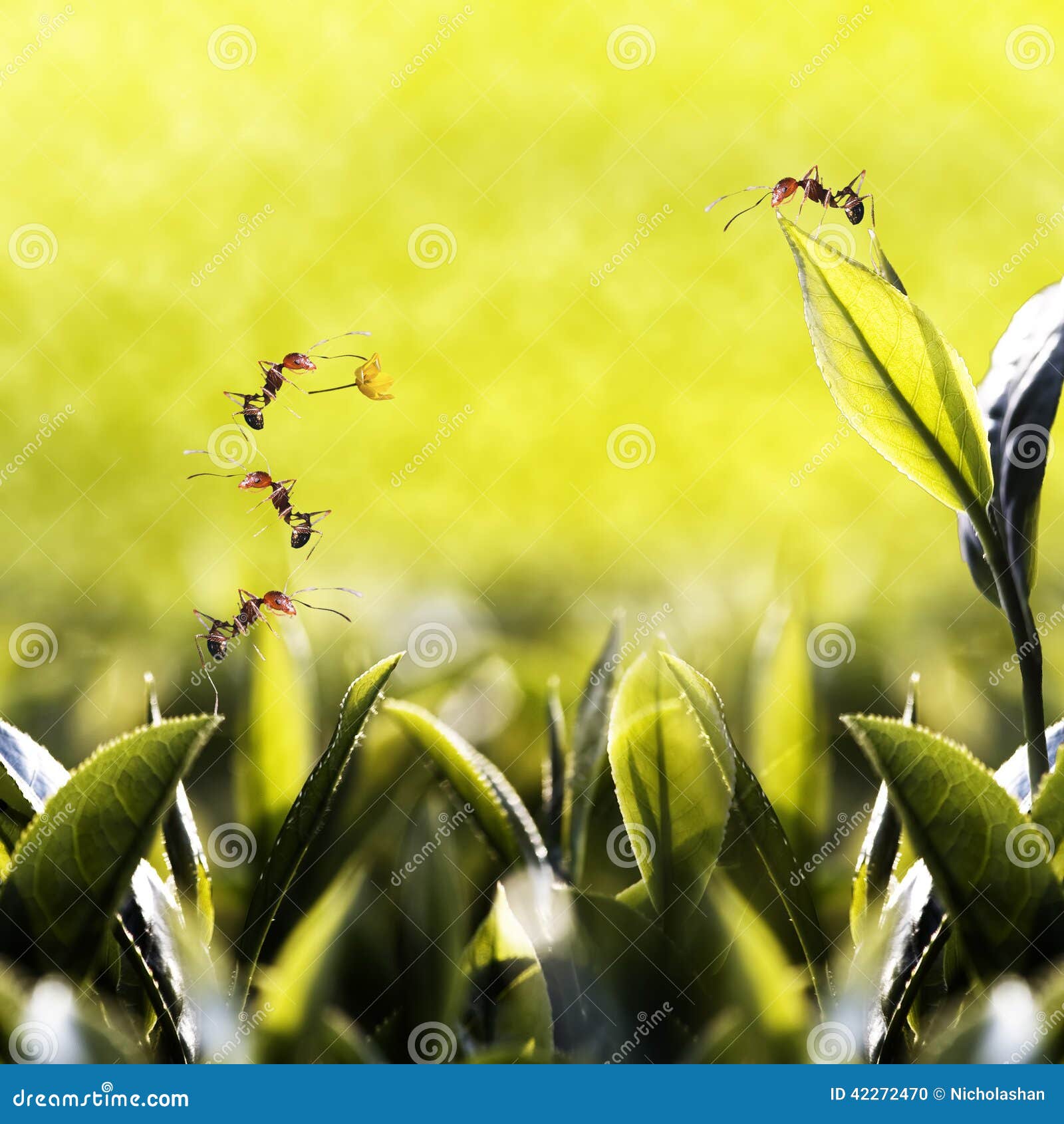 Green Tea Leaf with Ant on it Stock Photo - Image of closeup, medicine ...