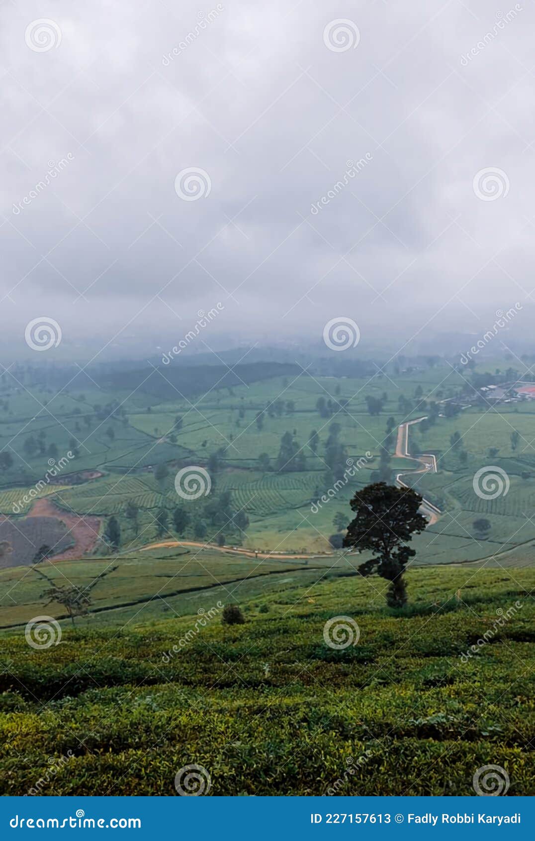GREEN TEA LEAF GARDEN stock image. Image of leaf, leaves - 227157613
