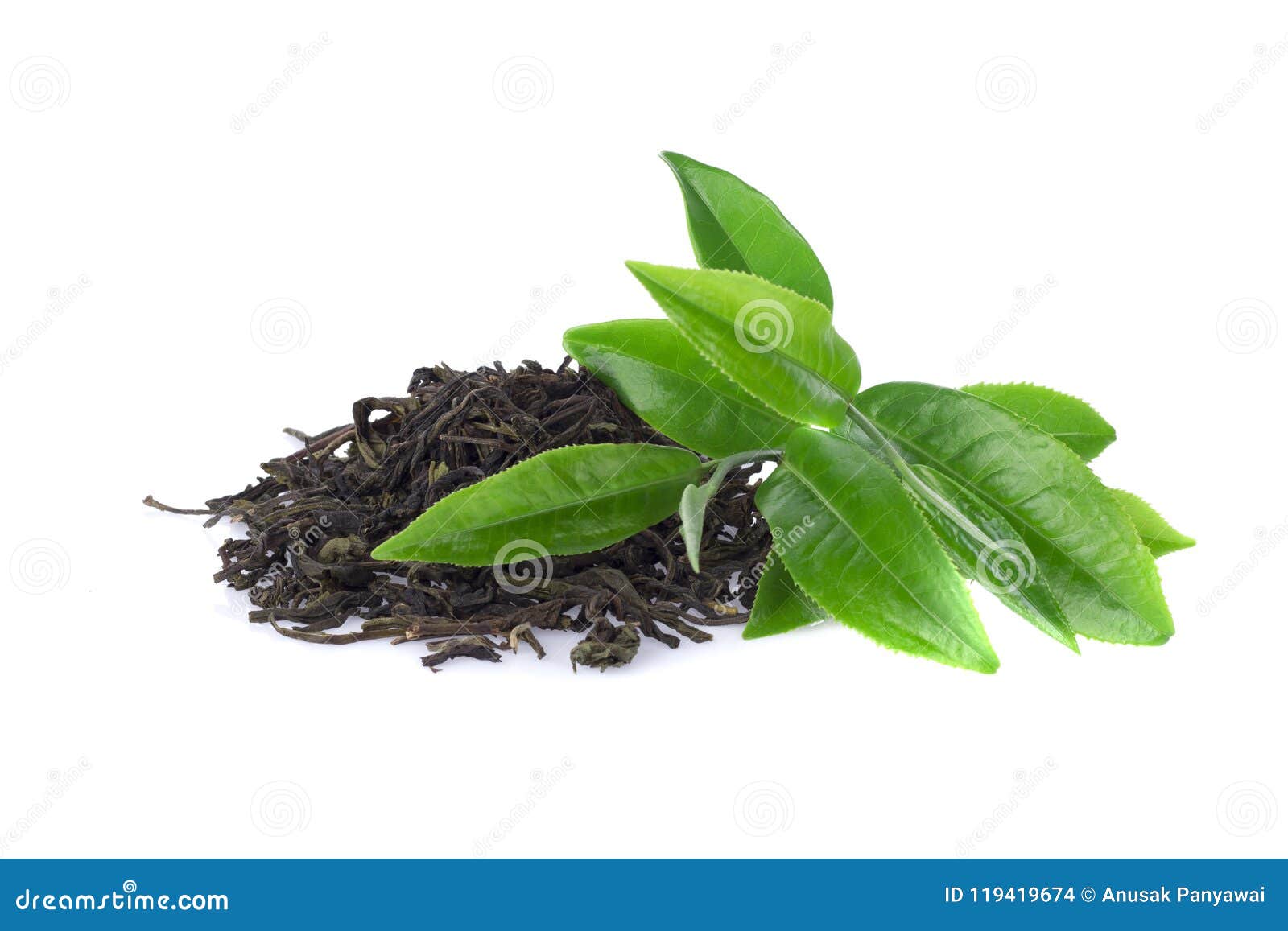 Green tea leaf stock photo. Image of water, asian, plantation - 119419674
