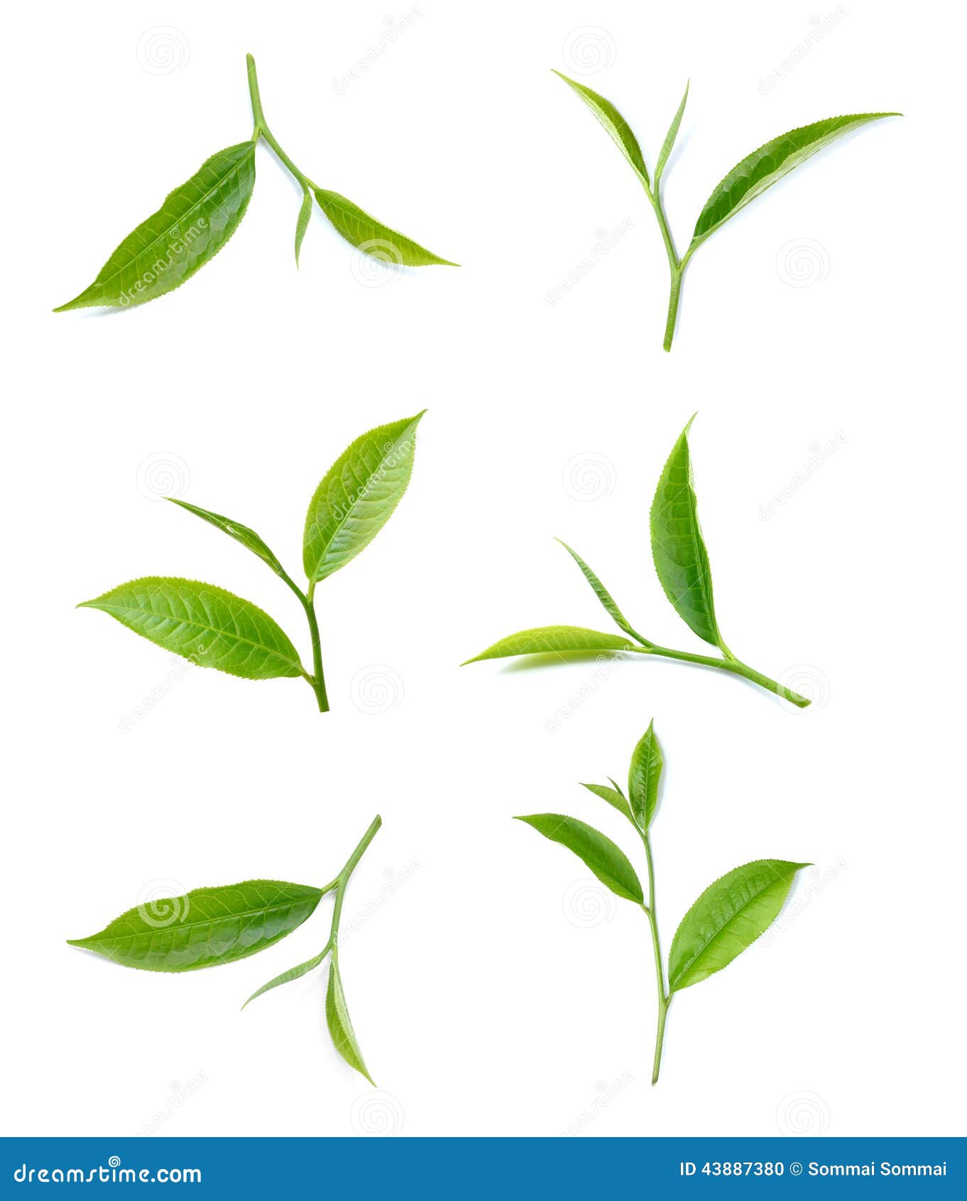 Green Tea Leaf Isolated on White Background Stock Photo - Image of food ...