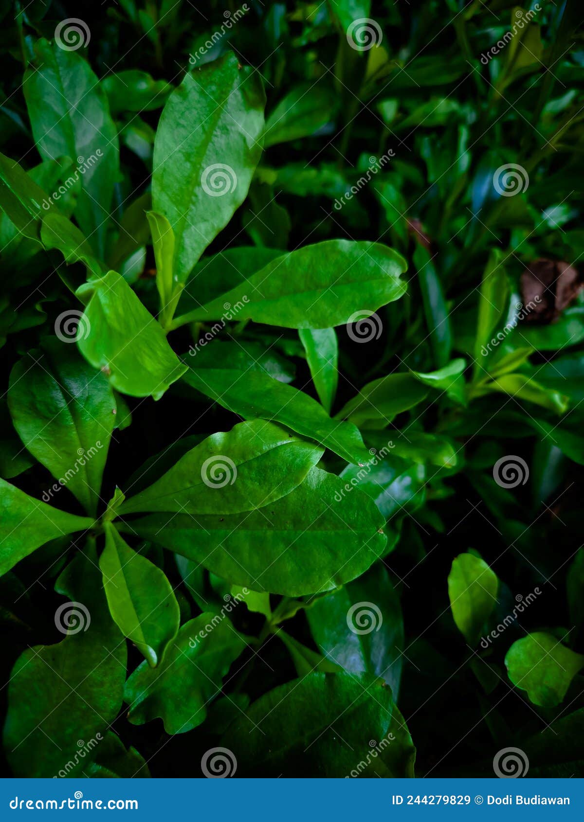 Green Tea Leaf the Java Land Stock Image - Image of java, green: 244279829