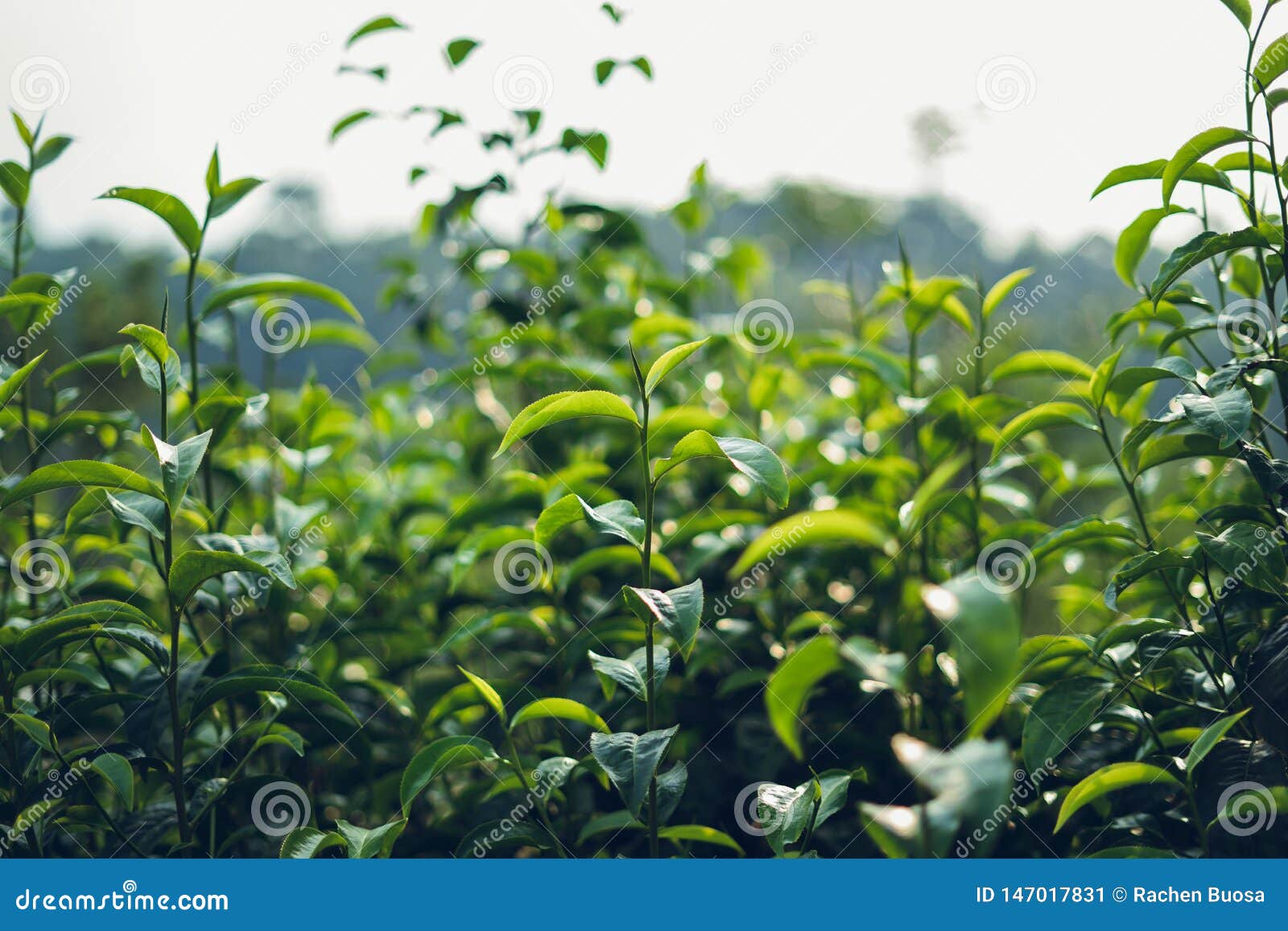 Green Tea Leaf and Tree in Nature Stock Image - Image of agriculture ...