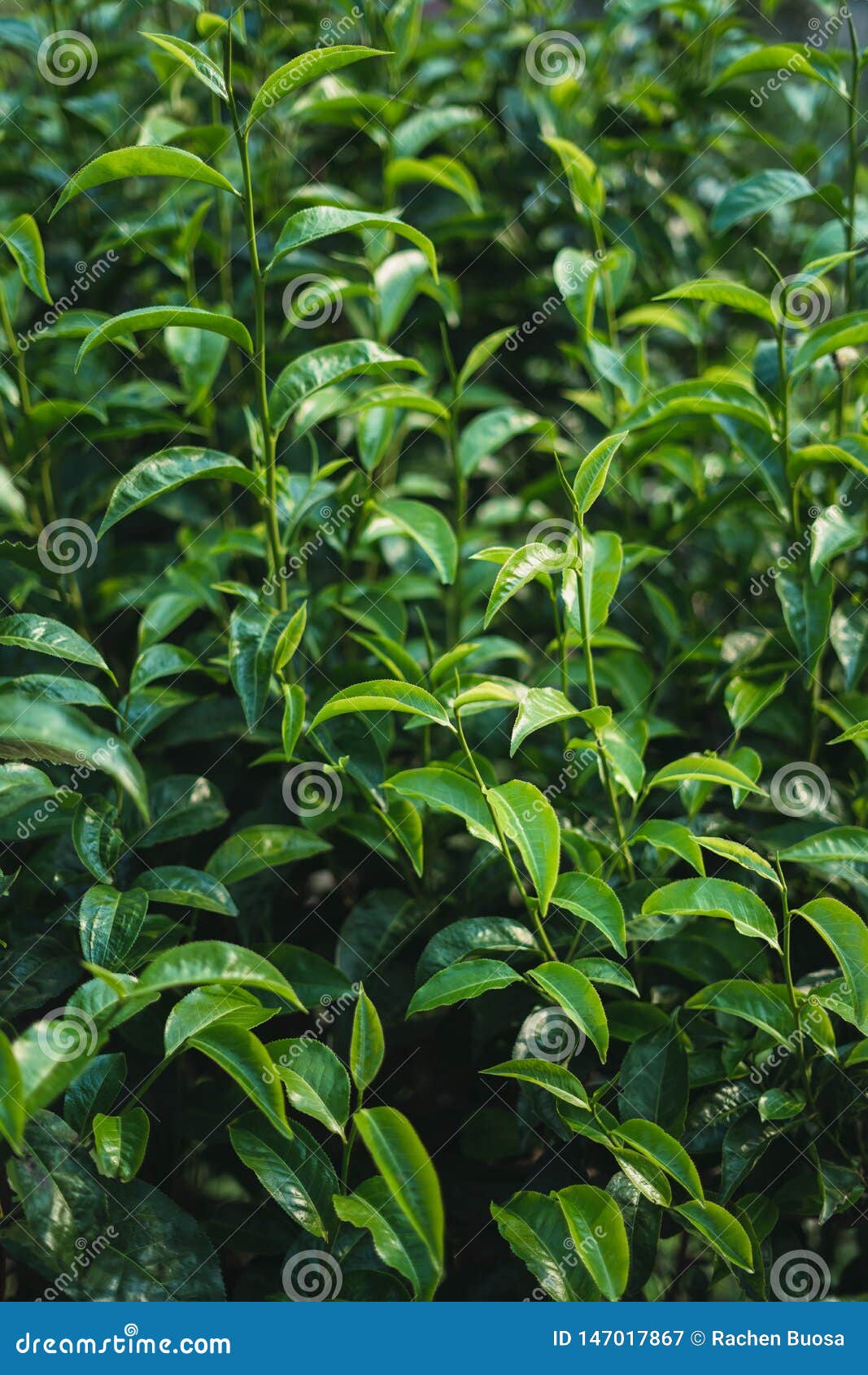 Green Tea Leaf and Tree in Nature Stock Image - Image of plantation ...
