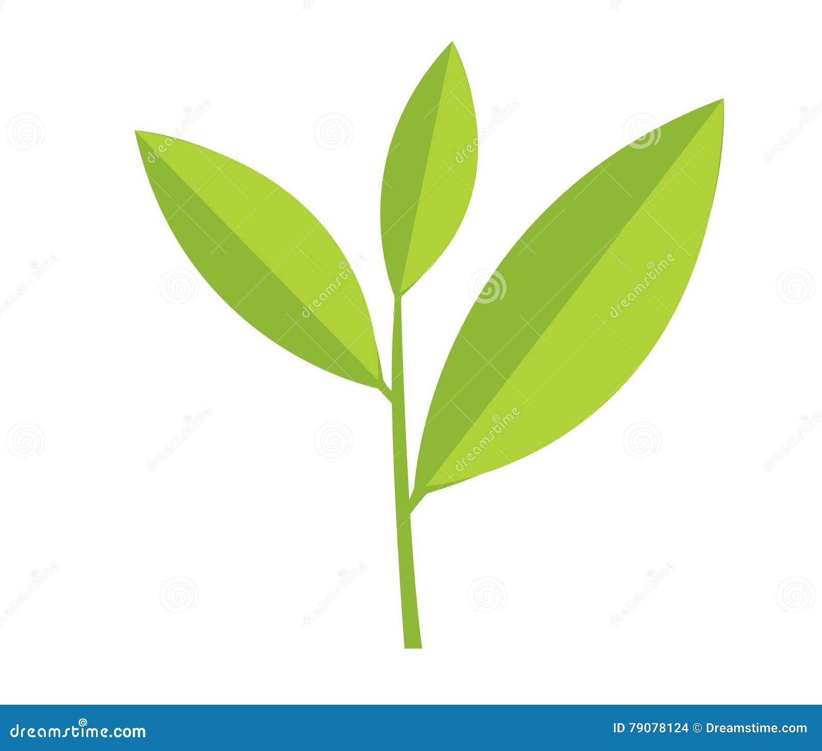 Green Tea leaf stock illustration. Illustration of teapot - 79078124