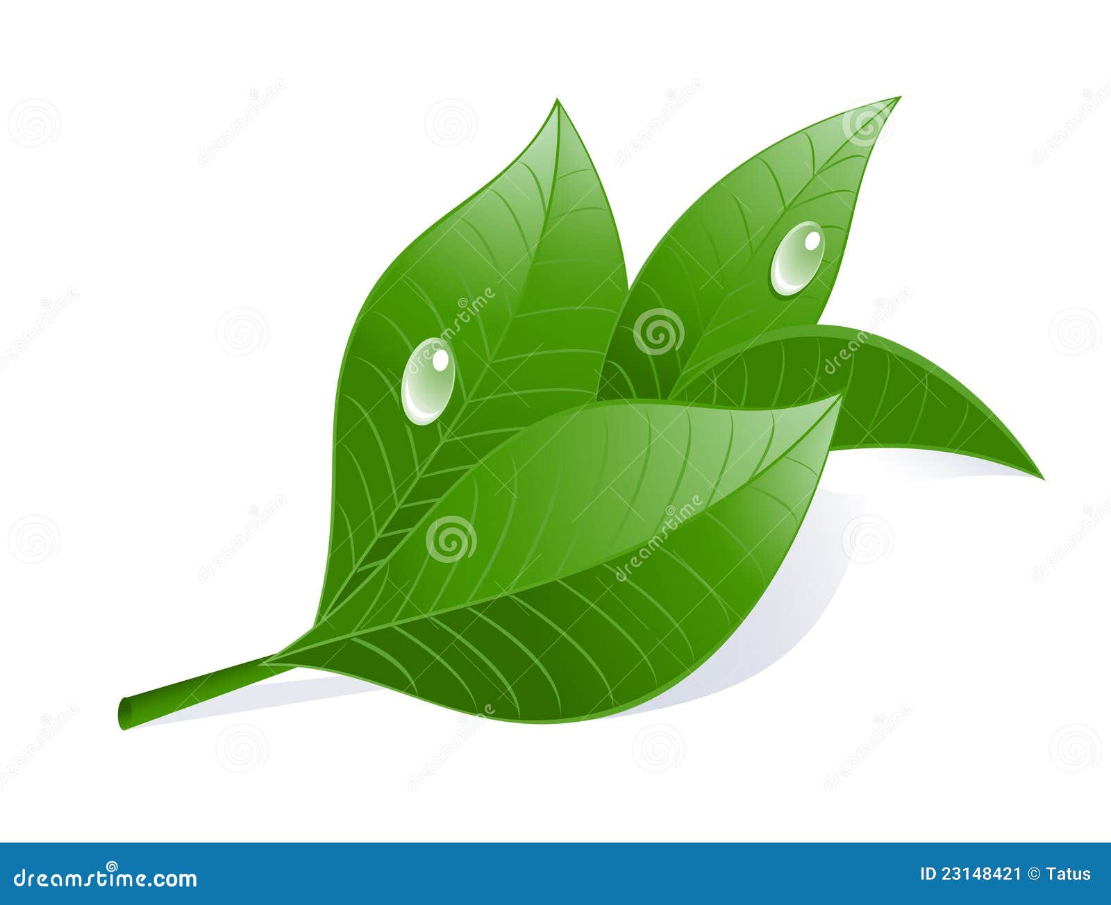Green Tea Leaves with Drops. Stock Vector - Illustration of droplet ...