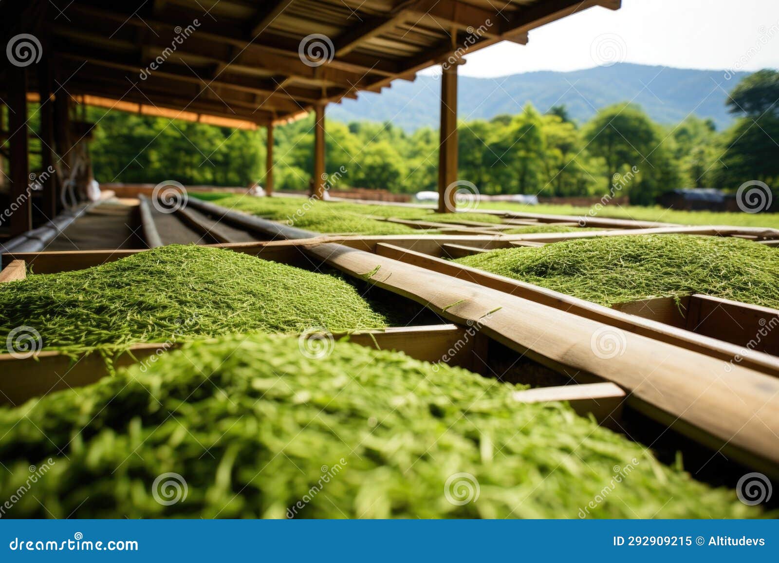 Green Tea Leaves Drying Process Stock Image - Image of green, nature ...