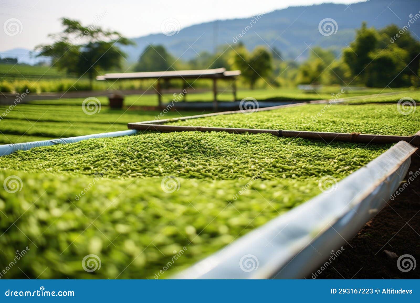 Green Tea Leaves Drying Process Stock Image - Image of method, nature ...