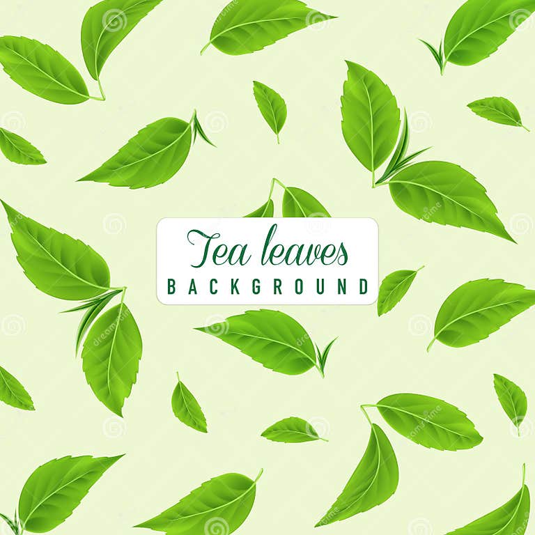 Green Tea Leaves Pattern Background. Herbal Leaf Pattern Stock ...