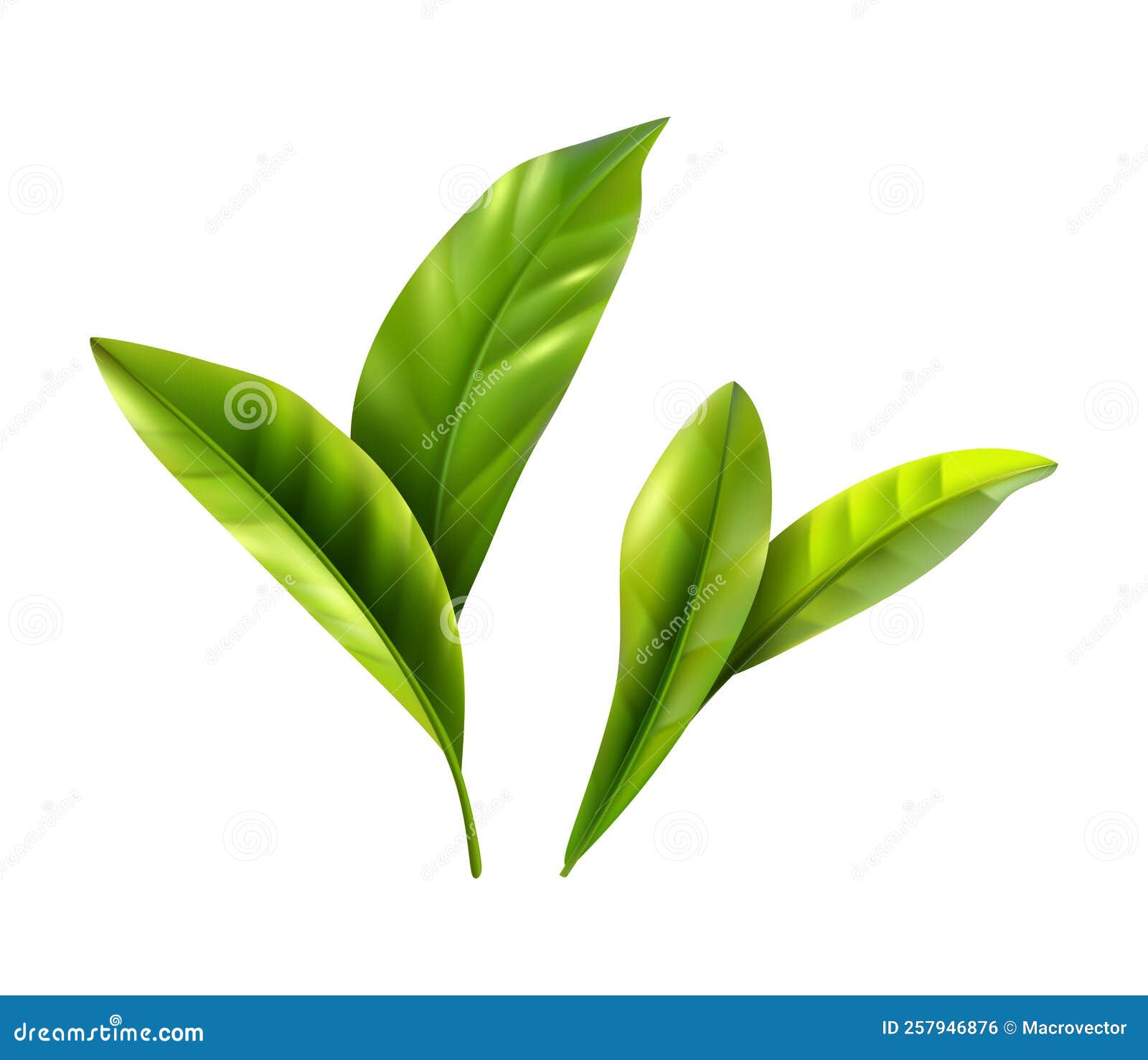 Green Tea Leaves stock vector. Illustration of concept - 257946876