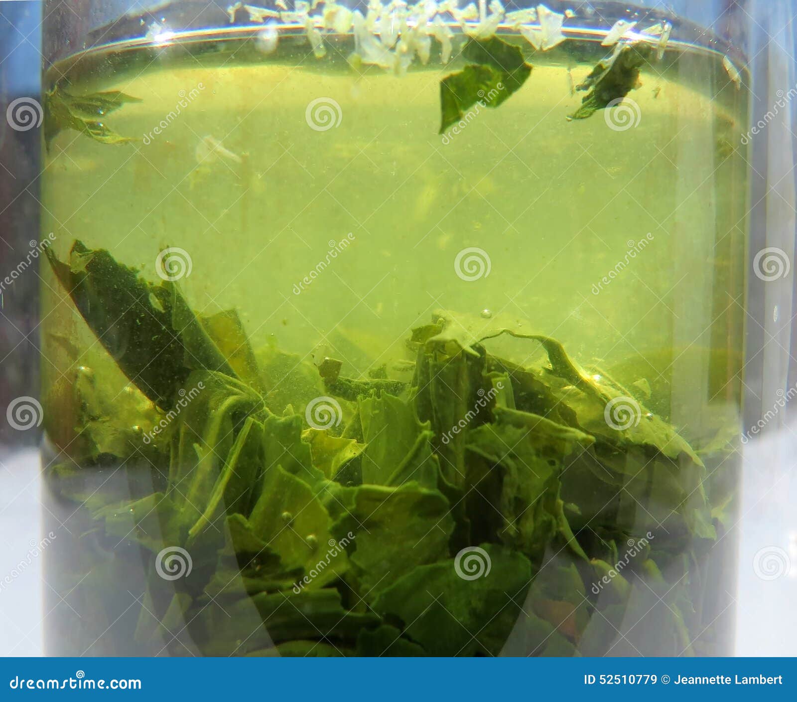 Green tea leaves steeping stock image. Image of glass - 52510779