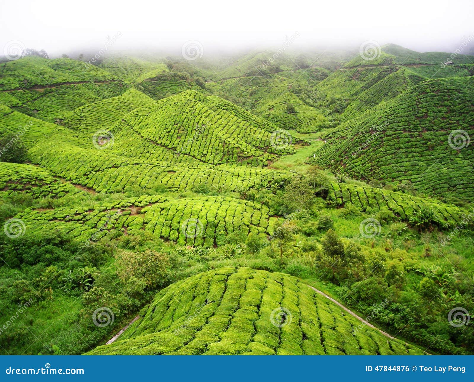 Green Tea Mountain stock photo. Image of environment - 47844876