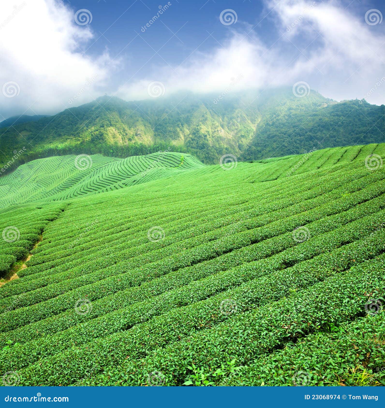 Green tea plantation stock photo. Image of green, cultivation - 23068974