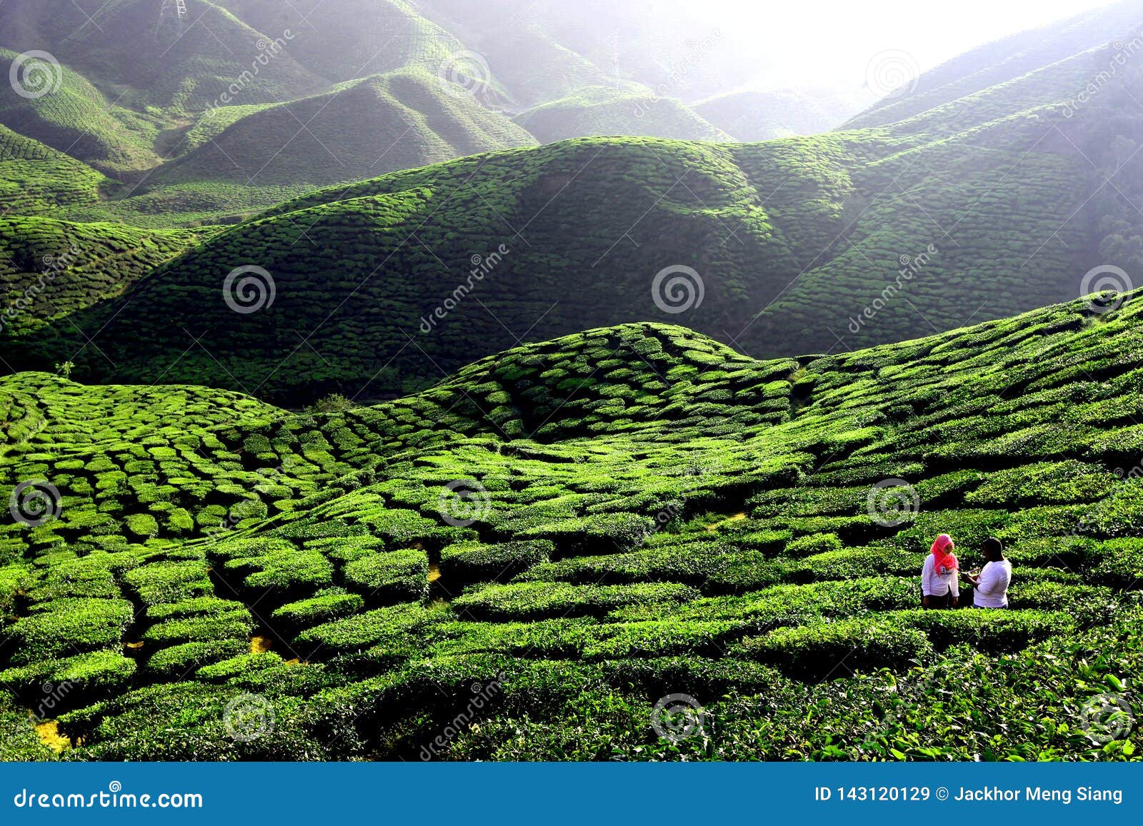 Green Tea Plantation in Cameron Highland Stock Image - Image of ...