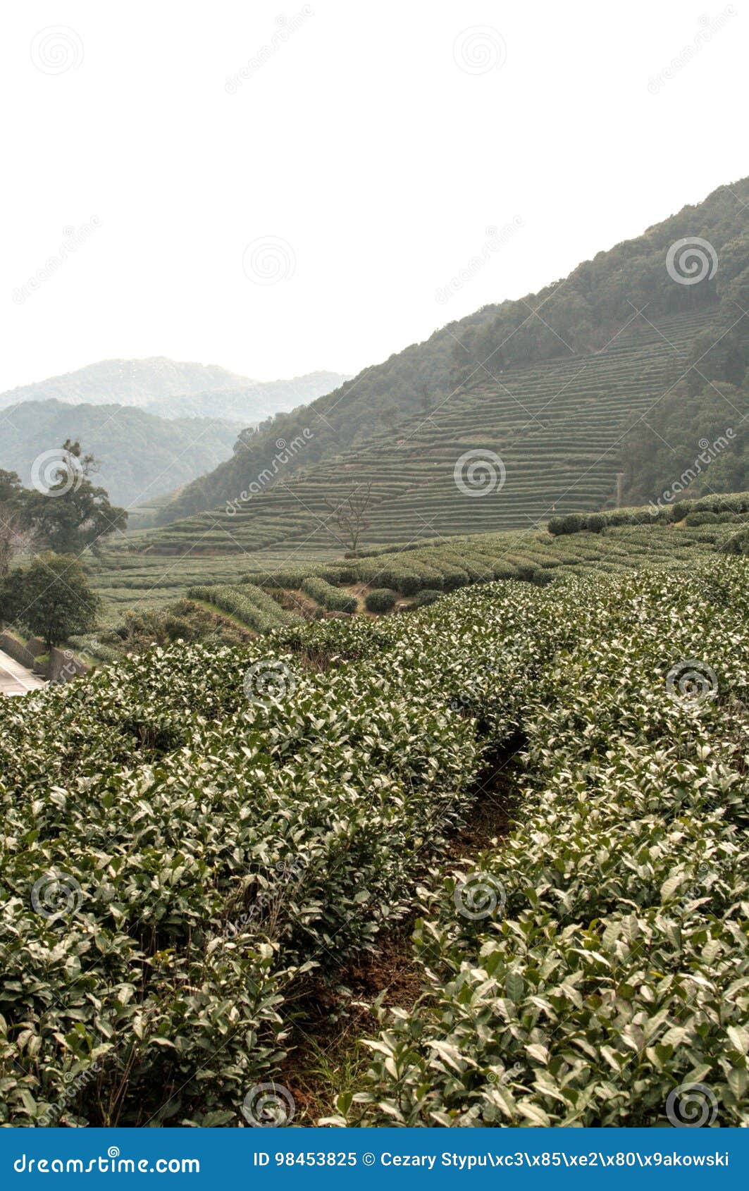 Green Tea Plantation in China Stock Image - Image of caffeine, close ...