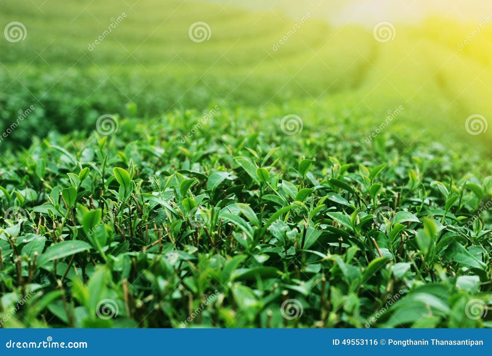 Green Tea stock photo. Image of organic, slope, grow - 49553116