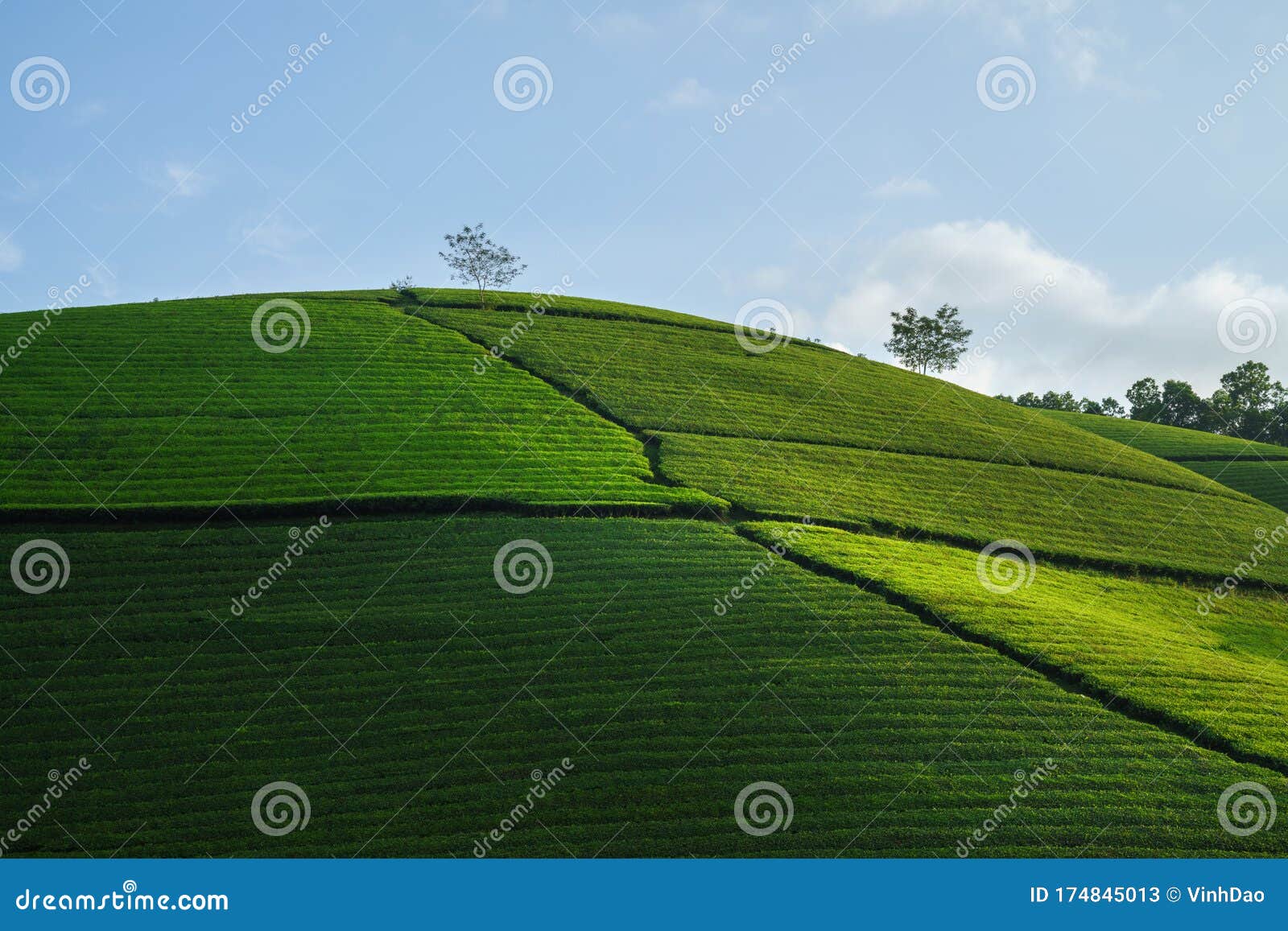 Green Tea Plantation Hills with Blue Sky on Background Stock Image ...