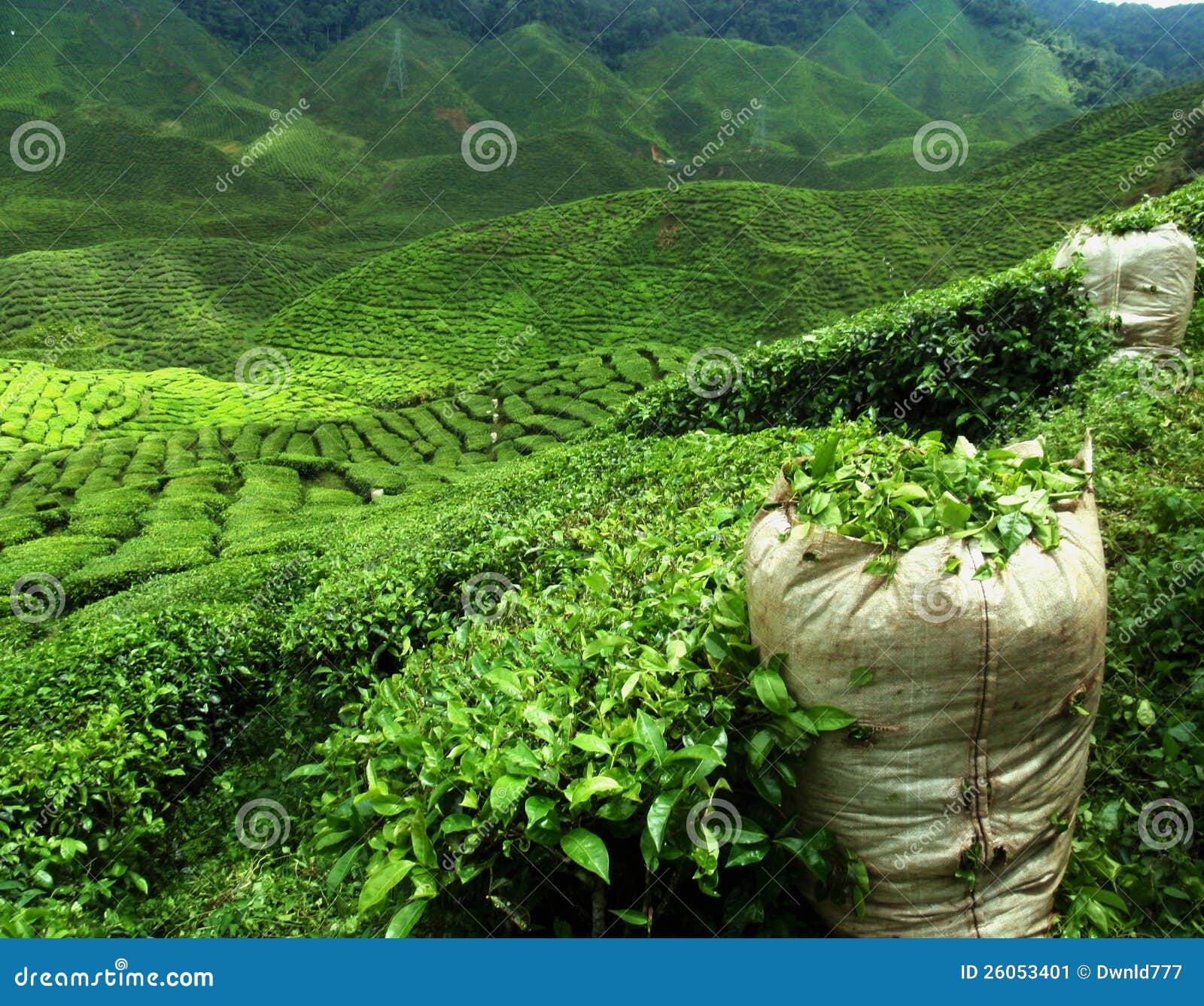 Green Tea Plantation Landscape Stock Image - Image of ceylon ...