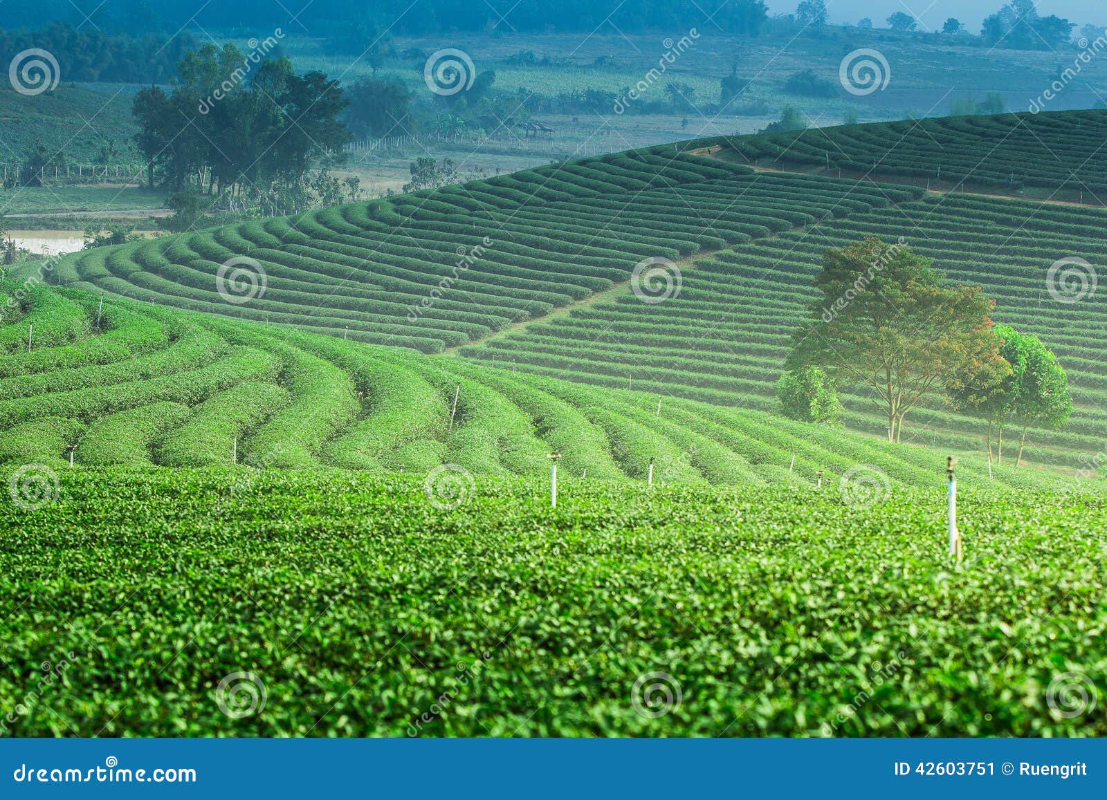 Green Tea Plantation Landscape Stock Image - Image of fresh, healthy ...