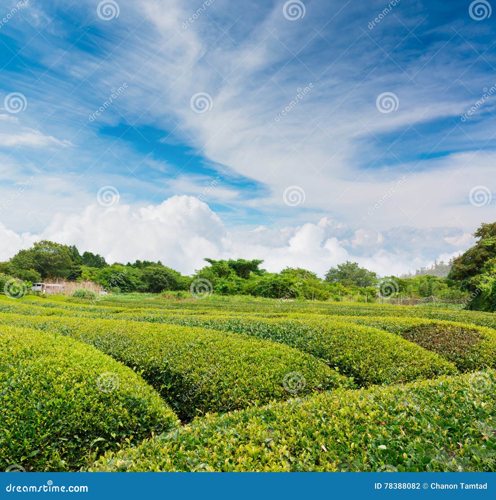 Green Tea Plantation Spring Season in Japan. Stock Photo - Image of ...