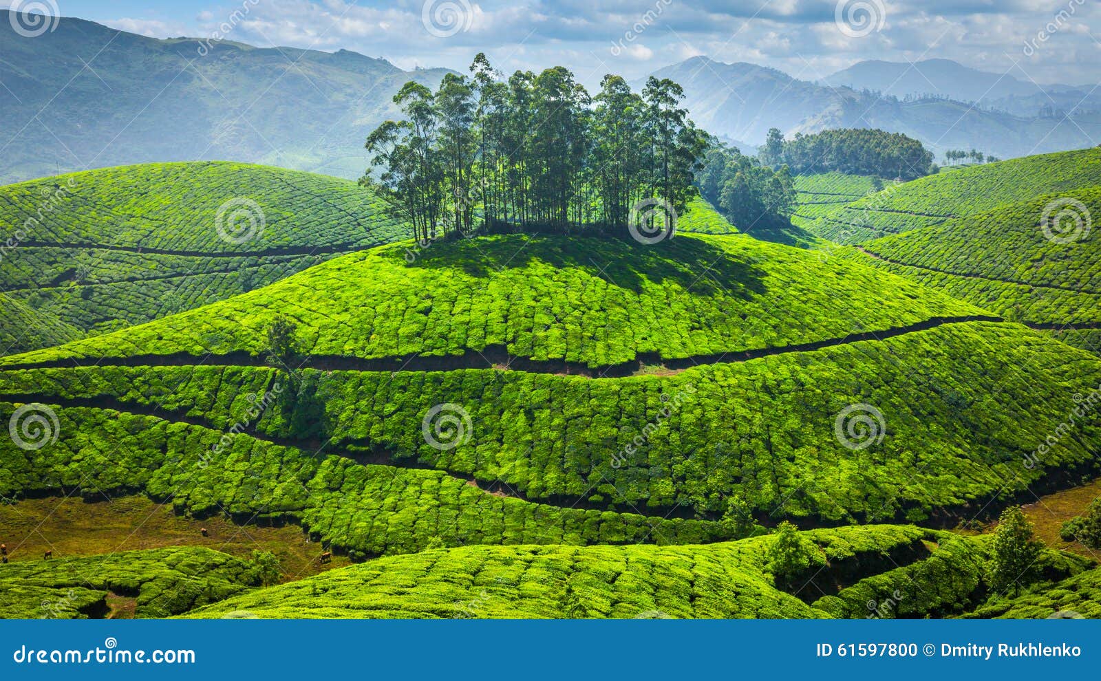 Green Tea Plantations in India Stock Photo - Image of outside, fresh ...