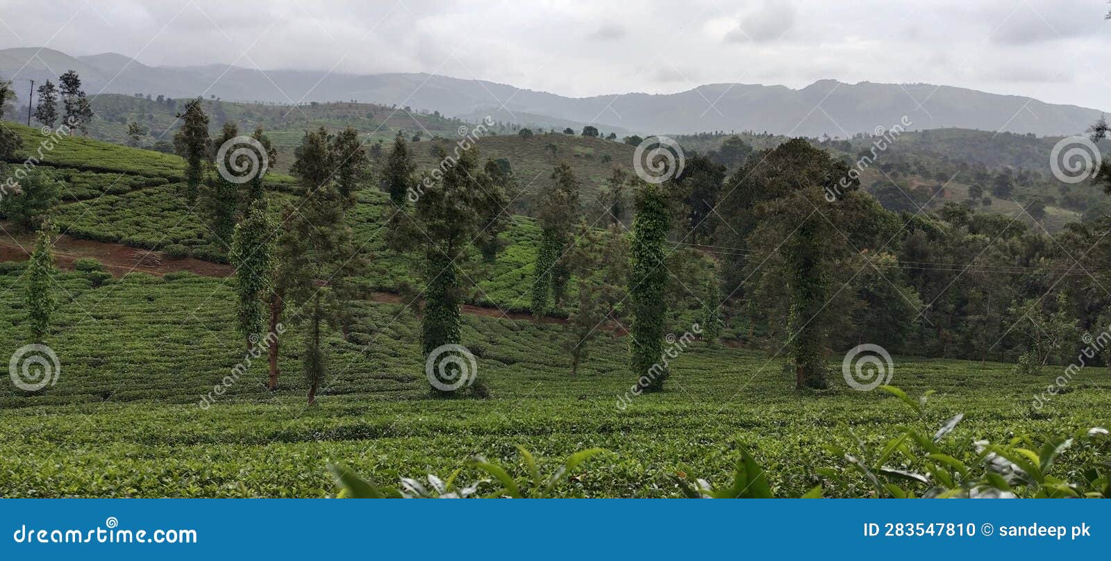 Tea Plantations At Wayanad With Green Tea Plants Stock Photo ...